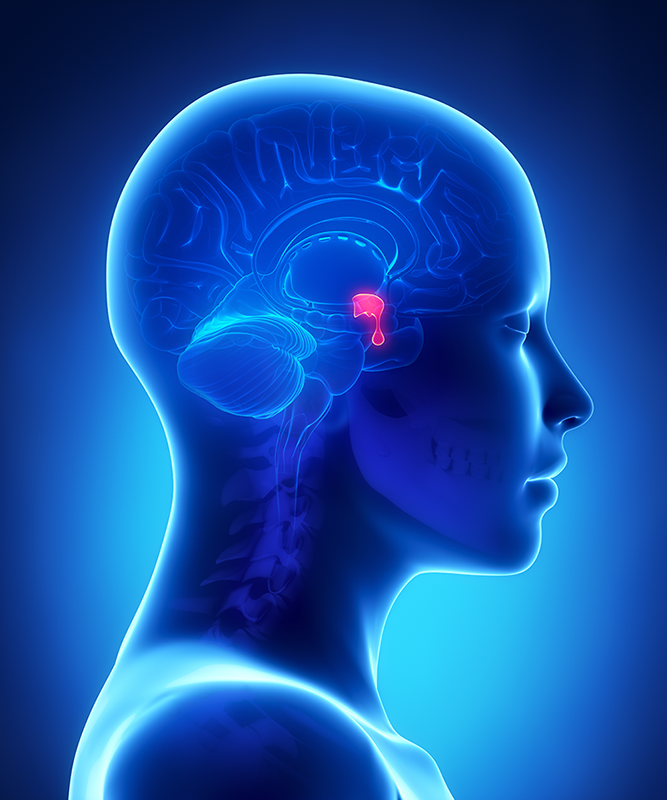 The Pituitary Is a Busy, Complex Gland – In Good Health – Central New ...